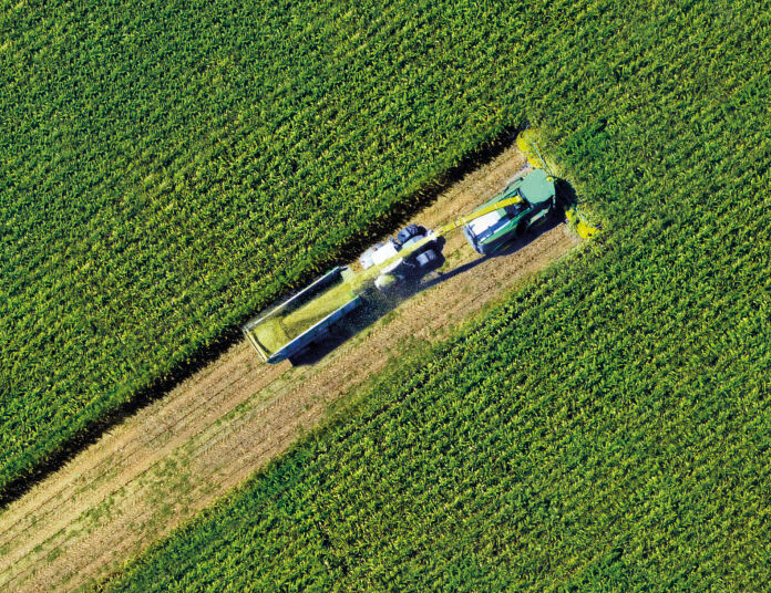 Maize Silage - Pioneer