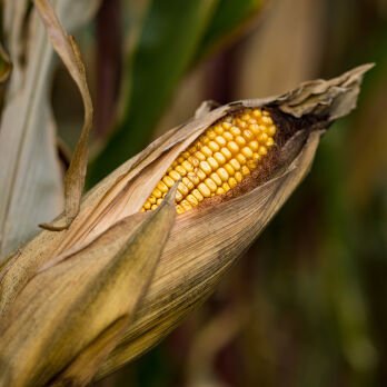 Maize Grain - Pioneer