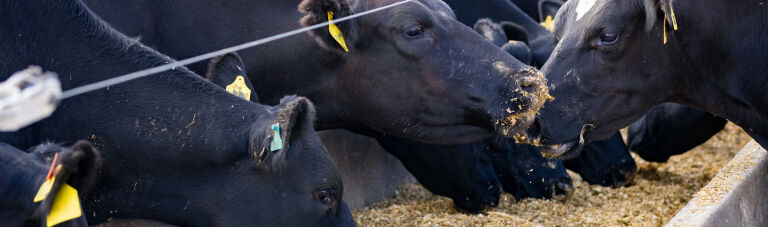 Maize Grain for Sheep - Pioneer