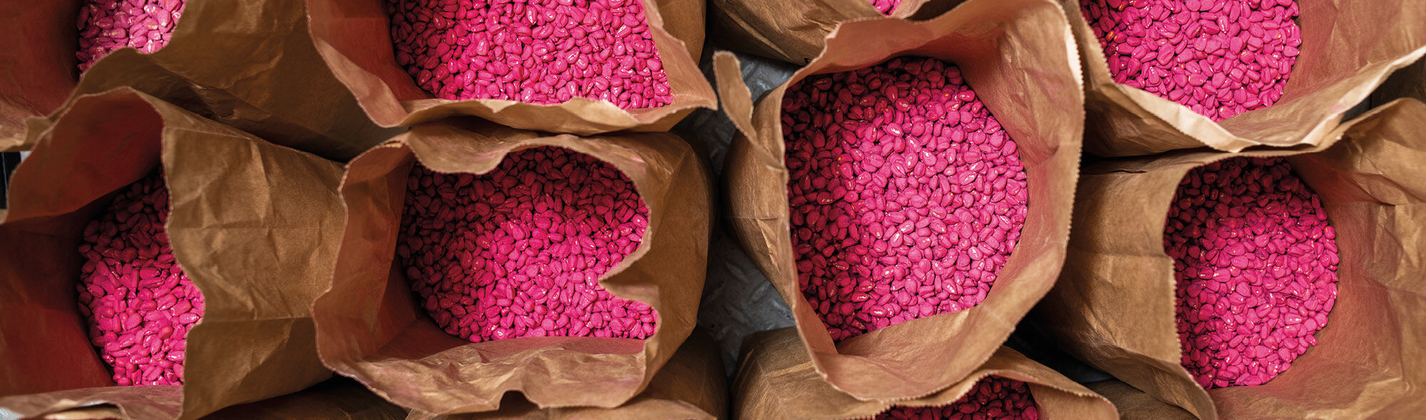 Seed Treatment Process - Pioneer