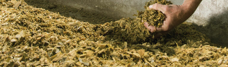 Maize Silage - Pioneer